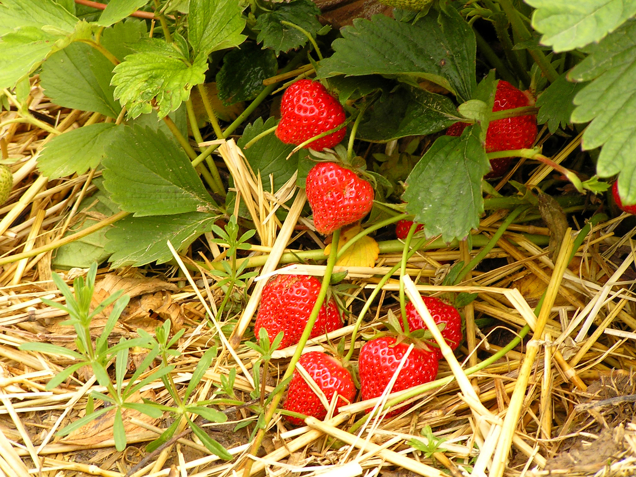 Cultiva Fresas En Casa