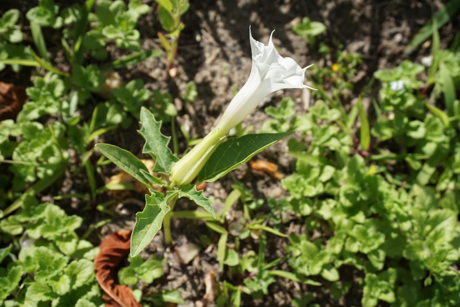 Plantas de Huerta Otea, Salamanca: Estramonio, semilla del diablo ...