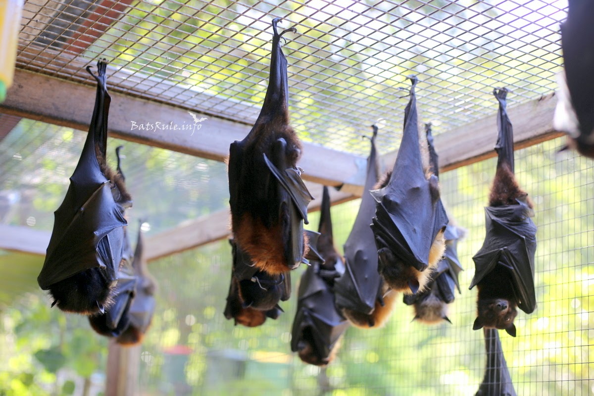 Rehab | Megabats in care, Flying-foxes, Fruit bats