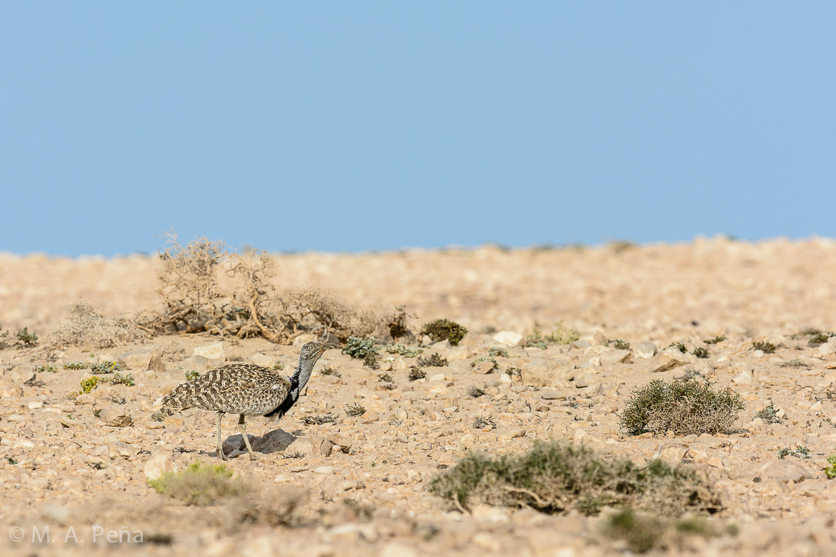 Miguel Angel Peña. Fotos de Naturaleza: Hubara