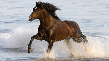 Poze Cai Horses Wallpapers: Poze Cai de rasa horses -7