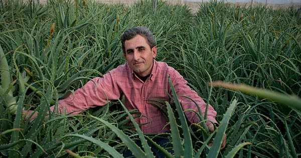 Ալոեի «բացահայտումը». հայ ֆերմերը աճեցնում է անապատային բույսը ...