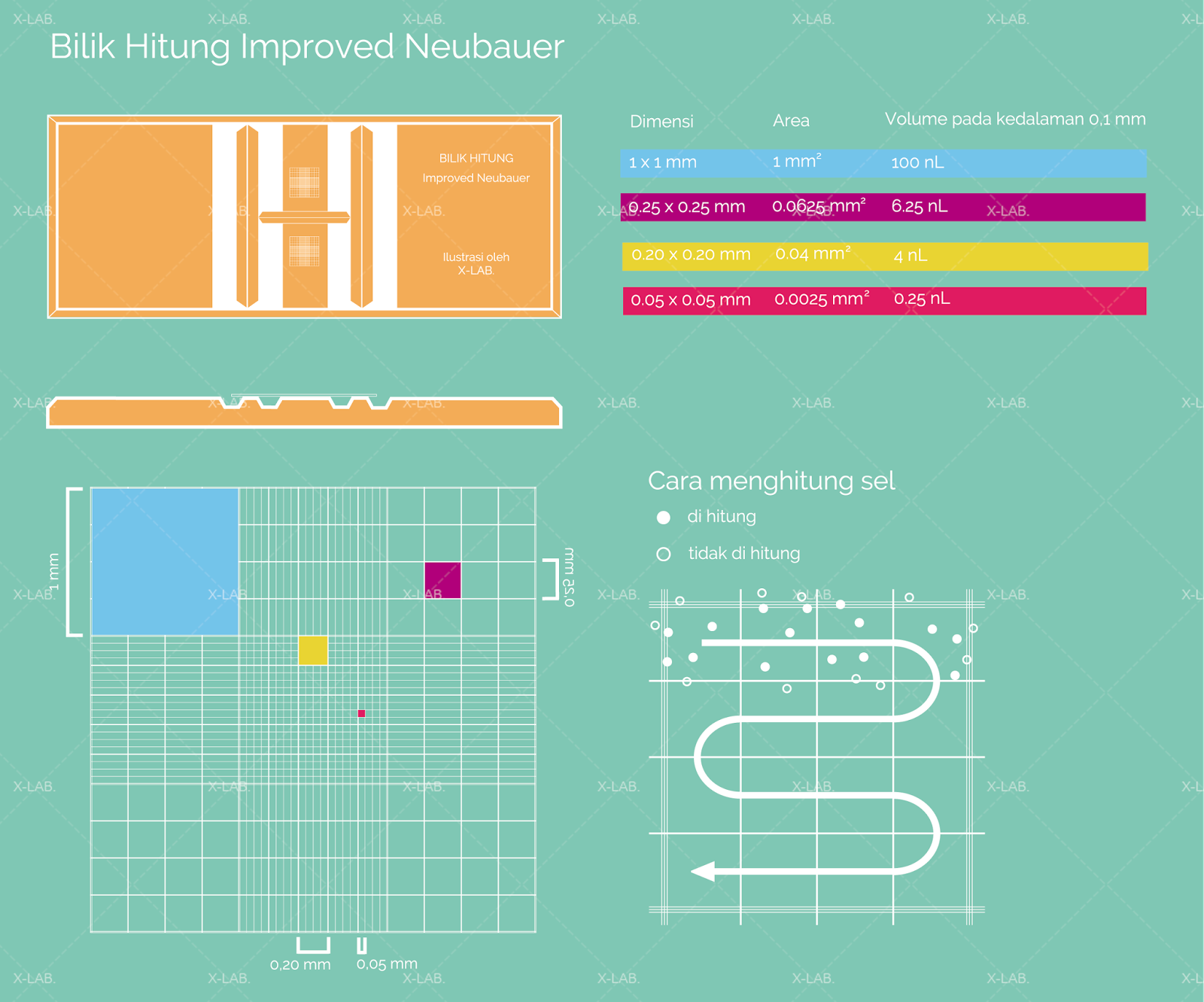 Mengenal Dasar Perhitungan pada Bilik Hitung Improved Neubauer — ATLM