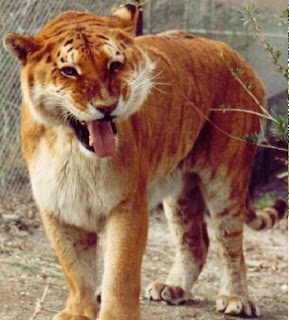Biologia Legal: Animais Híbridos
