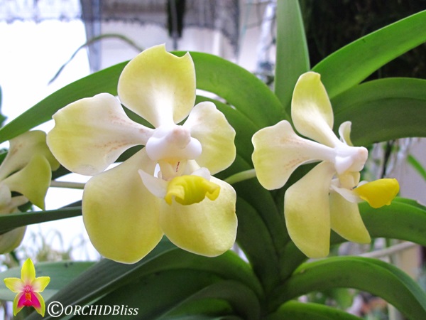 ORCHIDBliss: Now Blooming - Vanda dearei