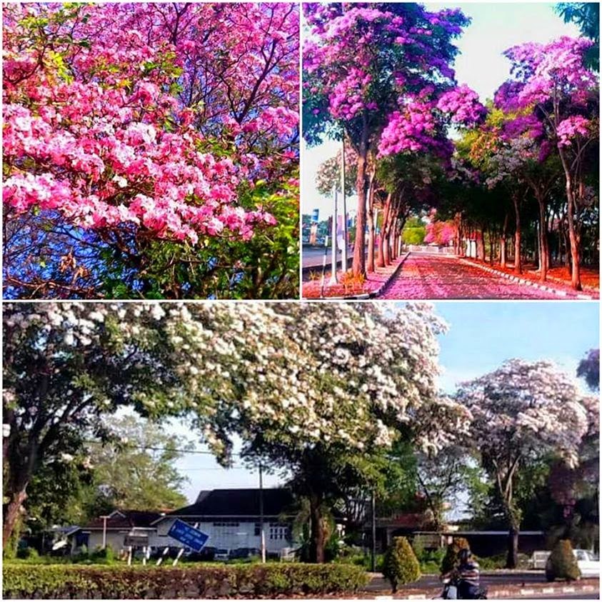 Musim Bunga Malaysia | Blog Sihatimerahjambu