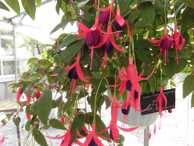 60歳で無職の優雅な日々: フクシア・チャーミング Fuchsia 'Charming'