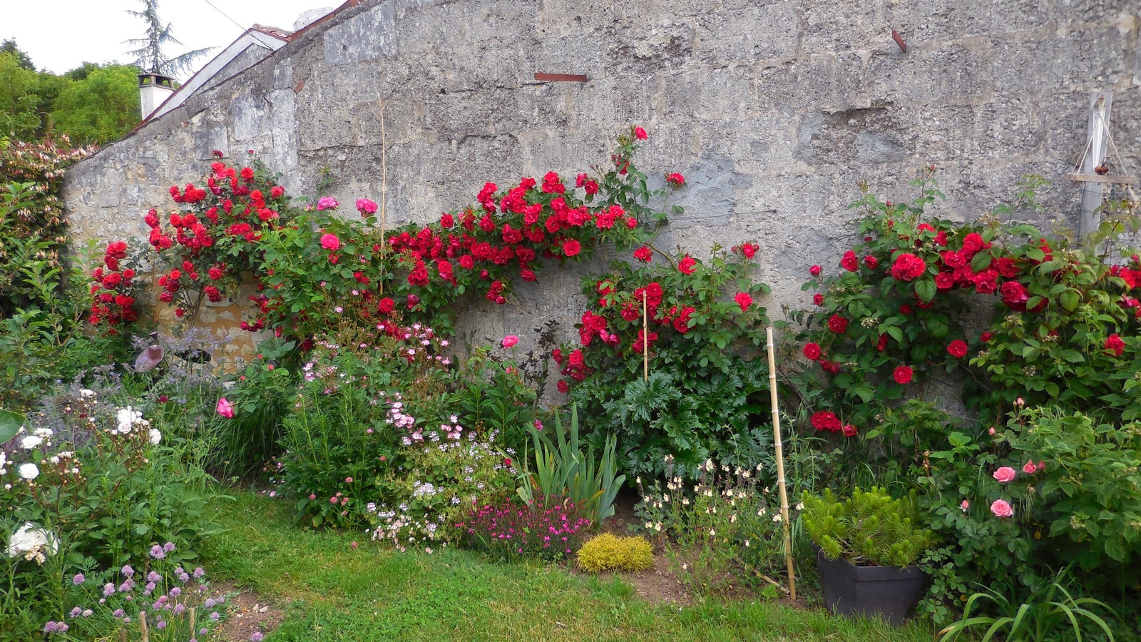 Cagouille's Garden : Des massifs et des roses