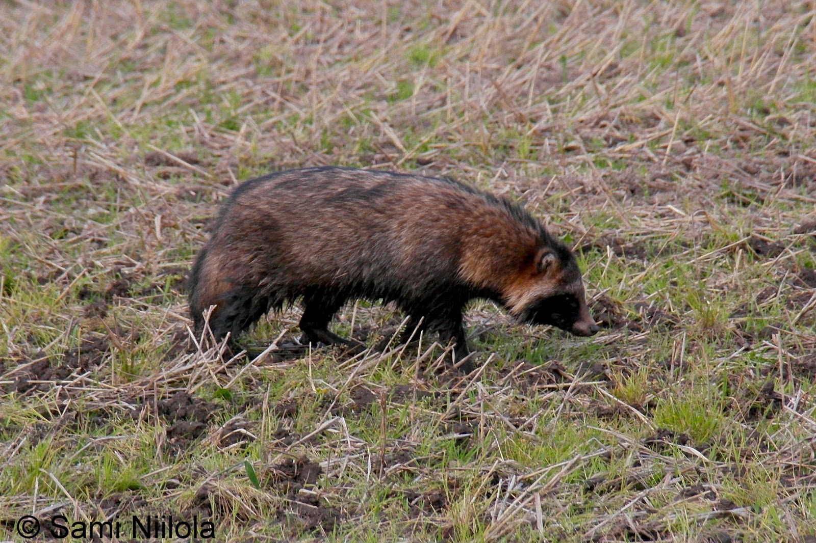 Samin luontokuvia nature photos: SUPIKOIRA