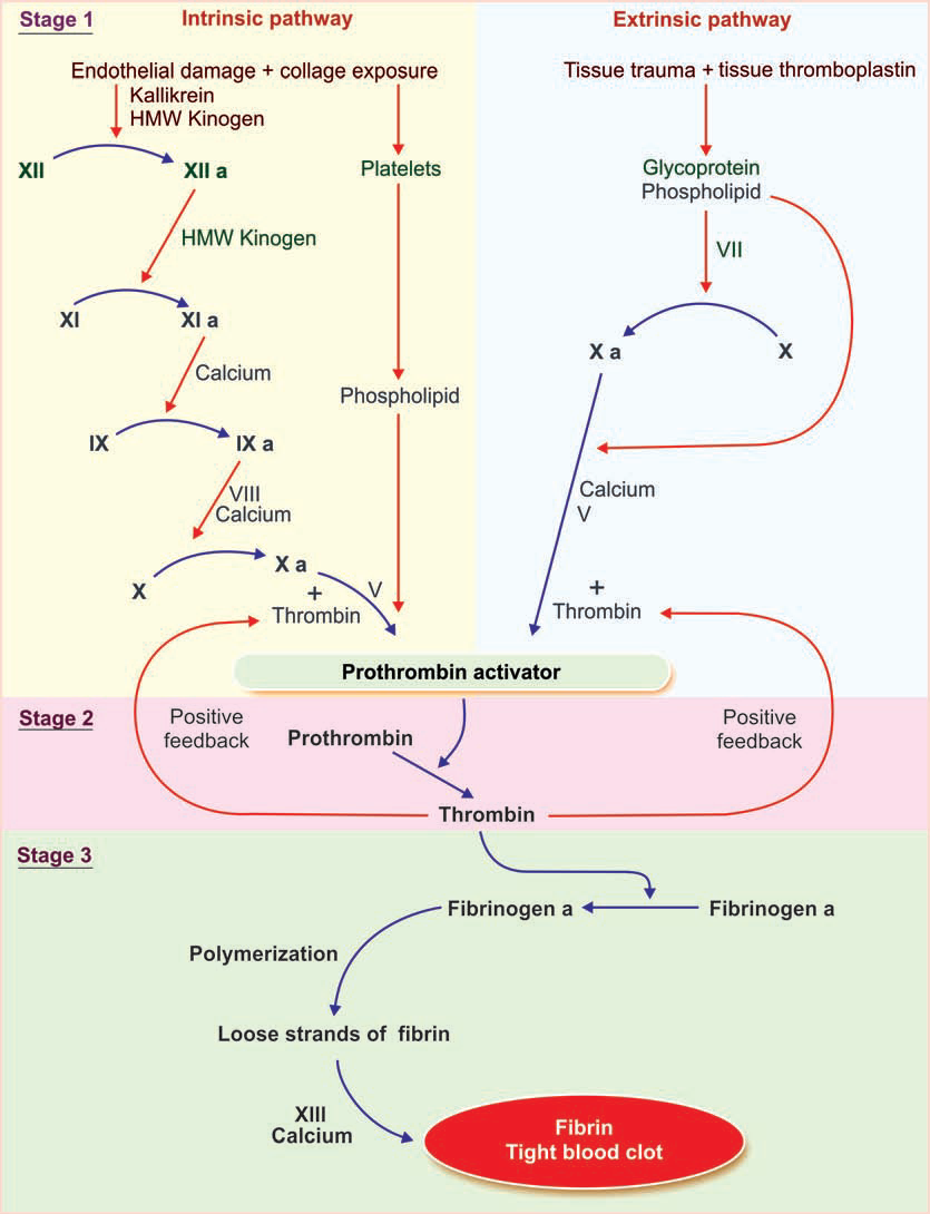 Coagulation Pathway