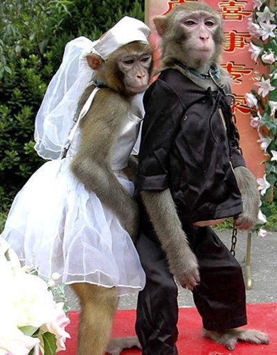 Funny Animals Couples New Best Images/Photos 2012 | Funny Animals