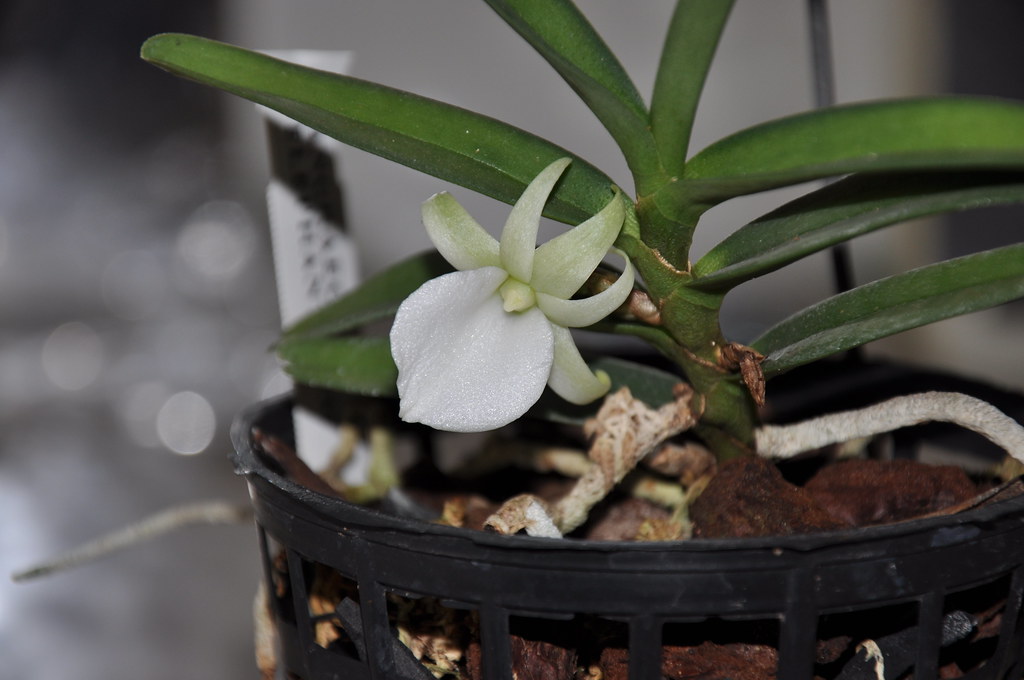 Angraecum elephantinum orchid plant care and culture | Travaldo's blog