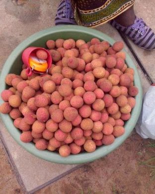MOÇAMBIQUE: Litchi: A Fruta da Época