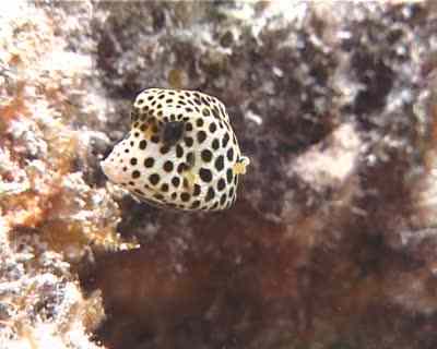Look at Nature: Juvenile-spotted-trunkfish-lactophrys-bicaudalis