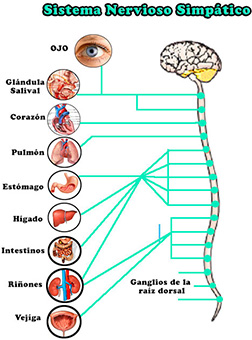 Le Cerveau de l'Enfant et de l'Adolescent: Le Système Nerveux Sympathique
