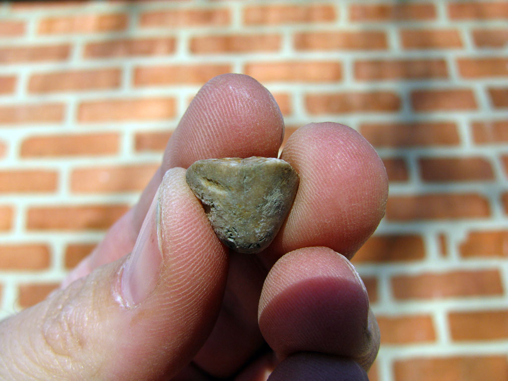 Views of the Mahantango: Agassizocrinus laevis(?) calyx bases from Kentucky
