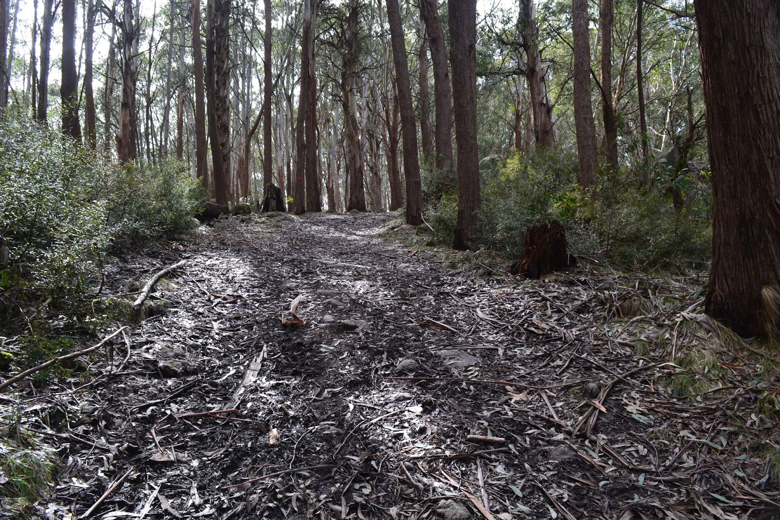 Goin' Feral One Day At A Time: Mt Stirling Circuit, Alpine National ...