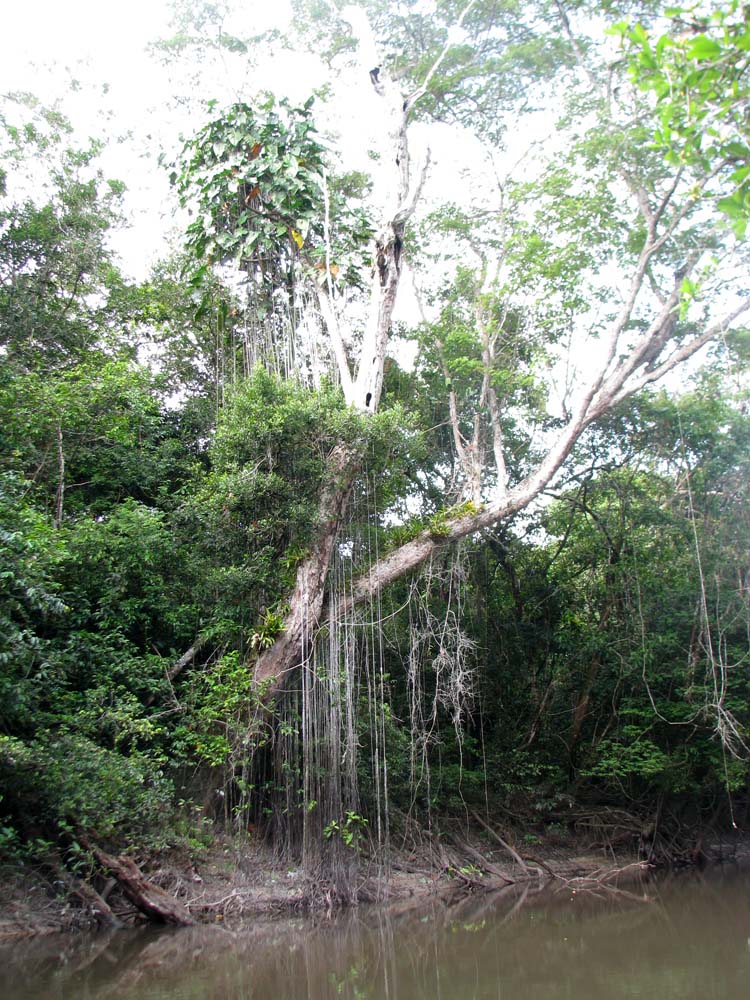 MykenLara-Guyana: Region 9 Expedition: the Remote Village of Masekenari