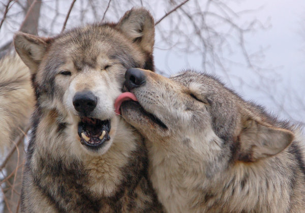 White Wolf : Wolf Couple Repopulates Germany