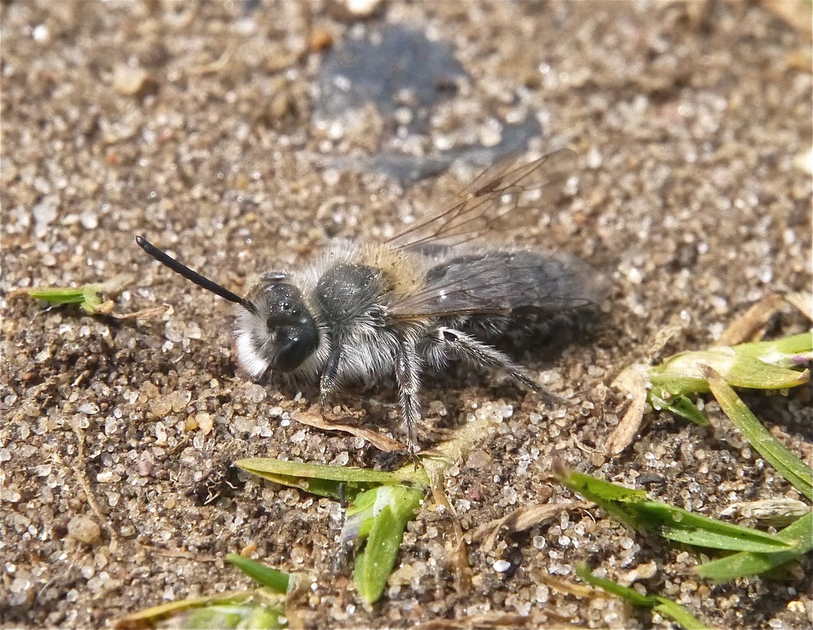 Northwest Norfolk Naturalists: Sandpit Mining Bees