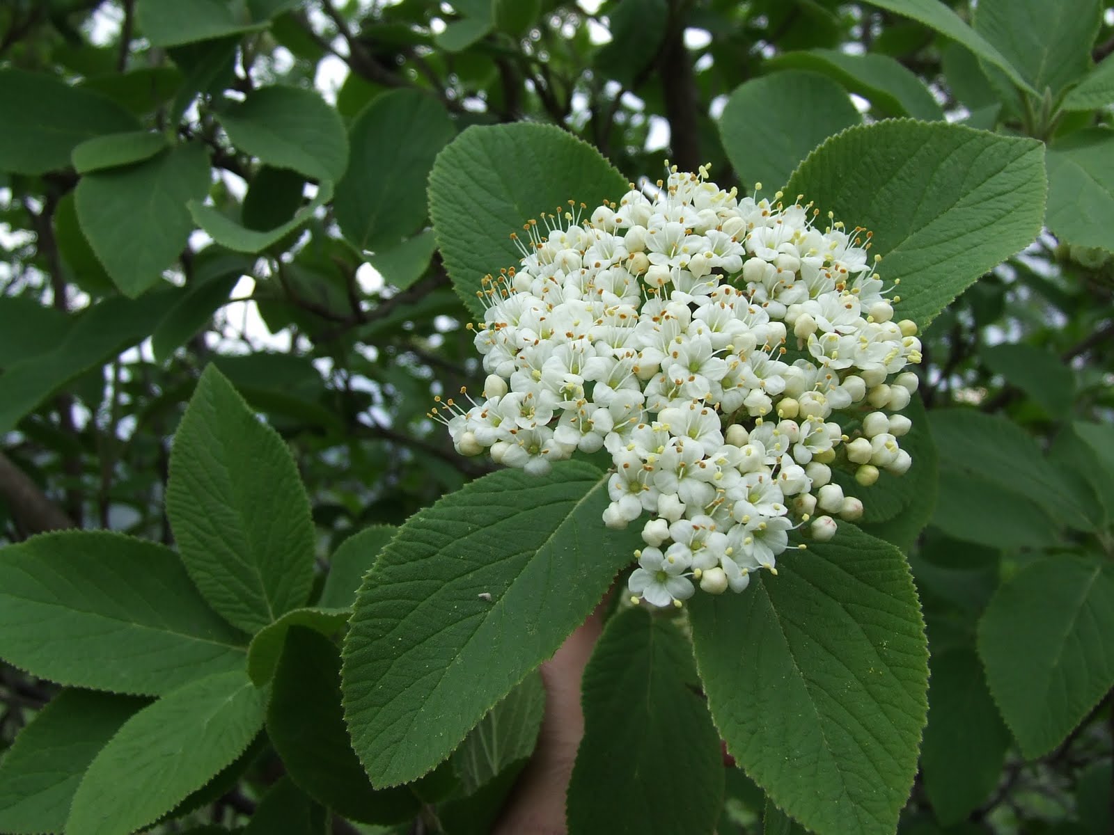 Timp liber: Posibile confuzii