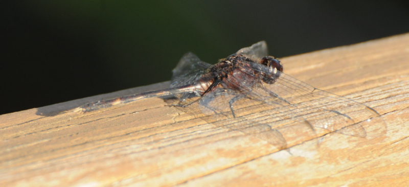 A Wandering Naturalist: Florida: Some Florida Dragonflies