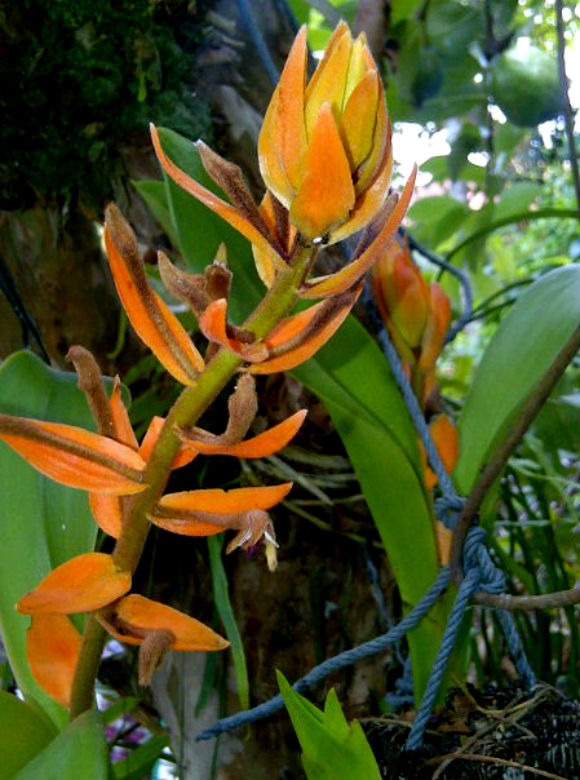 Wild orchids in sumatra: Eria ornata (Blume) Lindl., (1830)