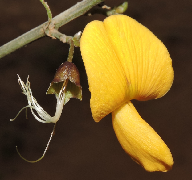 Fabaceae - Leguminosae no Brasil: Papilionoideae