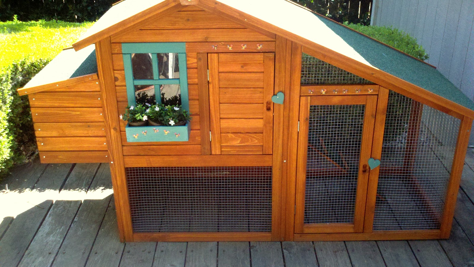 Sharen Cornils Chicken Wrangler: August 21, 2012: Chickens Can "Grow ...