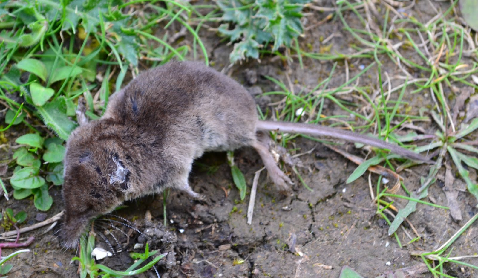 Walks among Flowers: Buckinghamshire: Little Hampden to Cadsden