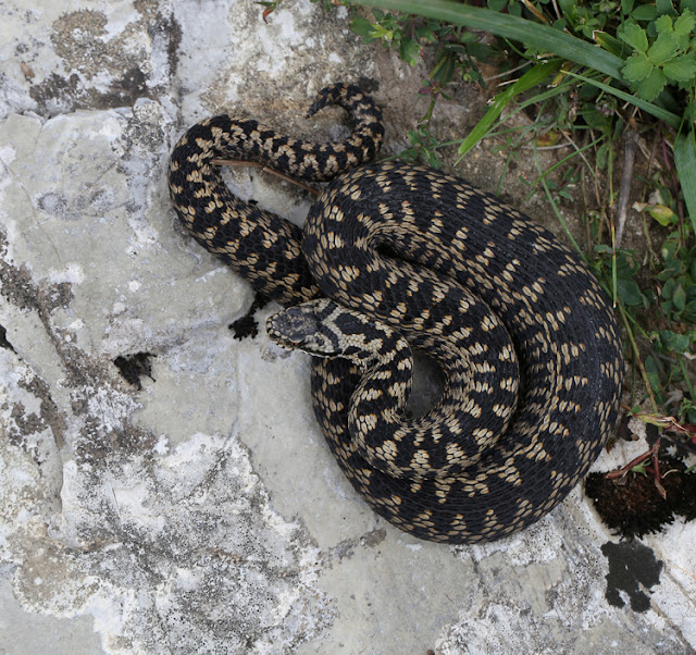 genusvipera: Vipera berus