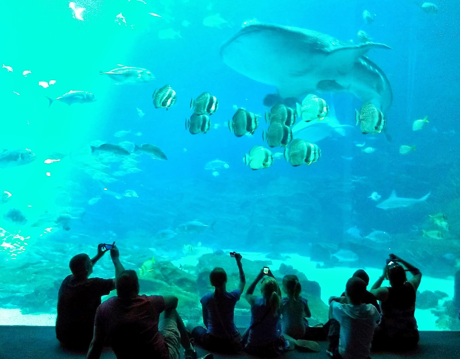 Taste and See God's Goodness: Georgia Aquarium Summer Field Trip