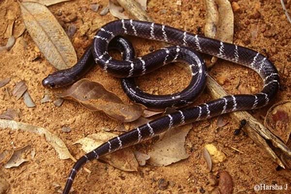 Common Krait The Monster Snake In India ~ planetanimalzone