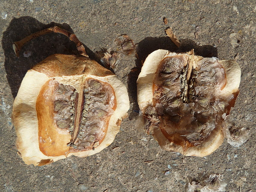 Jacaranda mimosifolia «jacarandá» - Id Plantae
