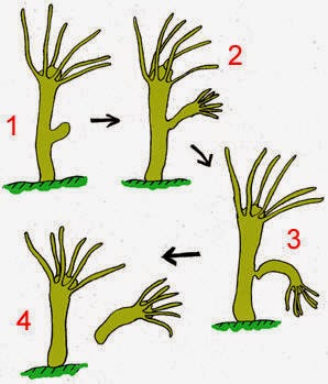 HSC BIOLOGY BY PROFESSOR MIZANURRAHMAN: Asexual Reproduction of Hydra
