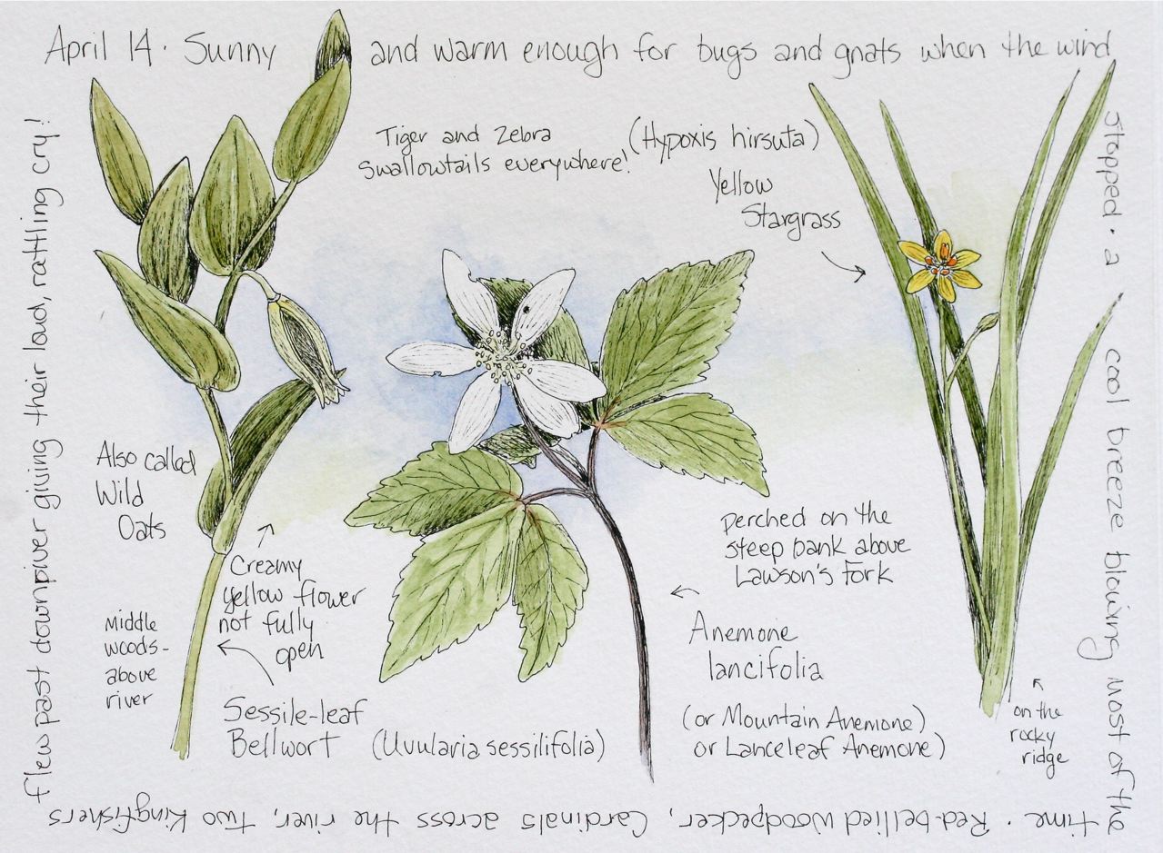 Middlewood Journal: Sessile-leaf Bellwort, Yellow Stargrass, Lanceleaf ...