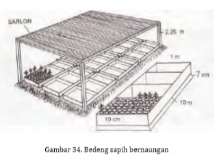 Langkah-Langkah Pembangunan Pembibitan Tanaman Hutan BAG 8 - Our Akuntansi