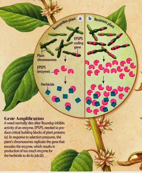 Living with Nature - School on Blog by Dr. Abercio V. Rotor: SUPERWEEDS ...