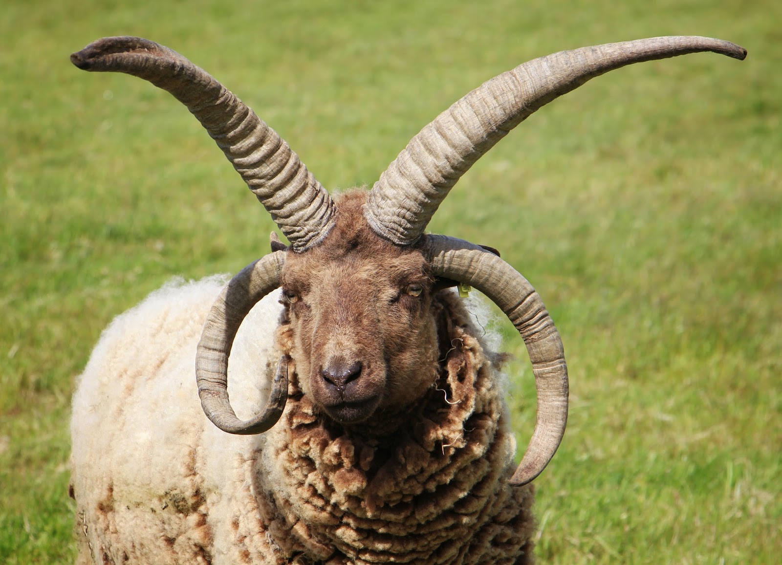 driftwool: 6th North Atlantic Native Sheep and Wool Conference