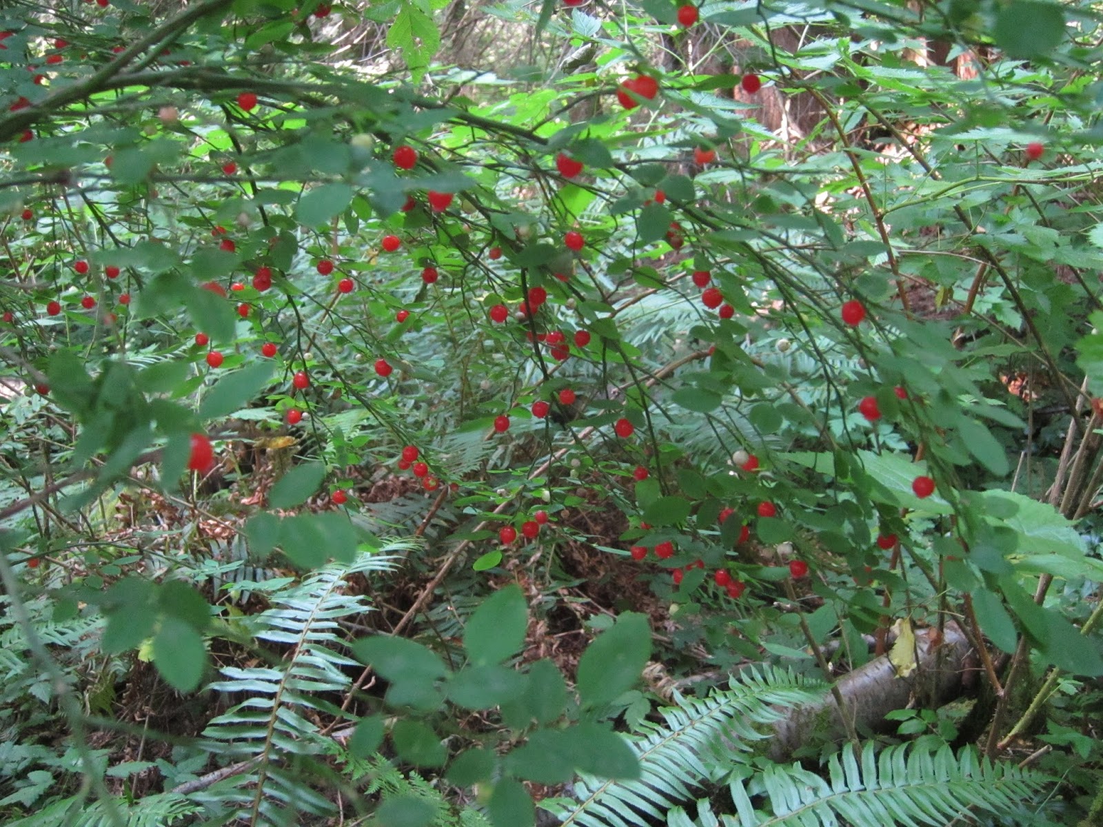 Spike is Best: I'm your hucklebearer