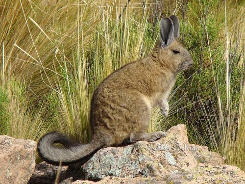 ANPP Animales y Plantas de Perú: La Vizcacha - Lagidium viscacia