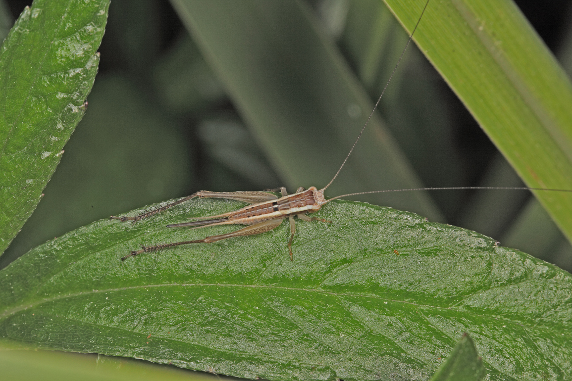BunyipCo: The Singapore Daisy