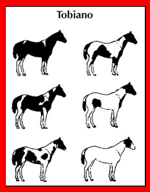 KUDA KELATE: Mengenali Jenis Warna Kuda