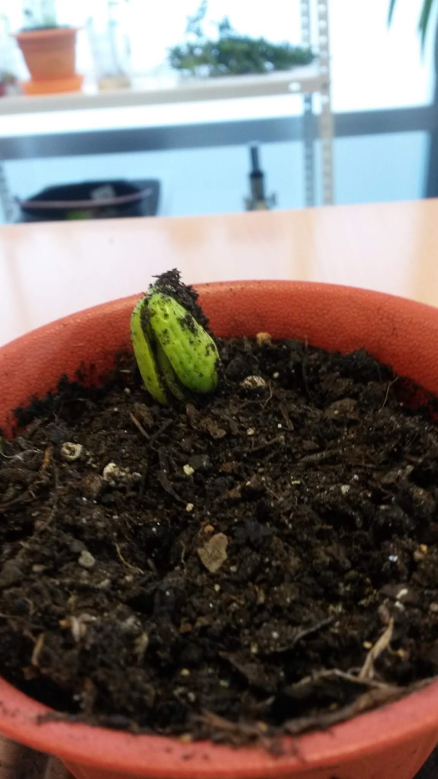 Cosas de niños para la escuela: EXPERIMENTO DE GERMINACIÓN CON ALUMNOS ...