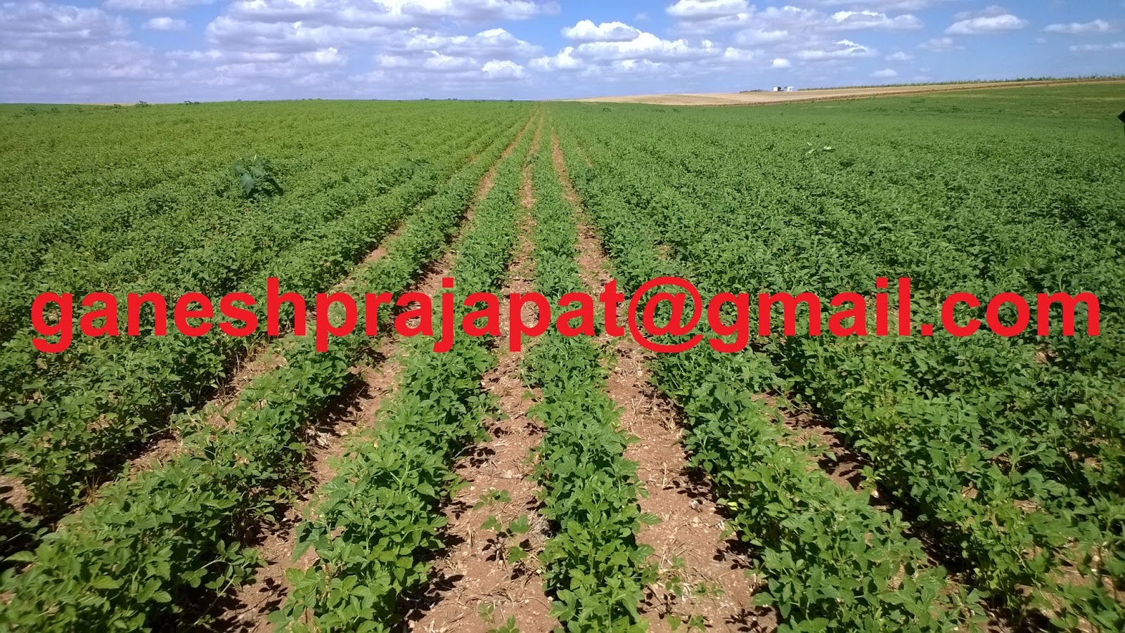 GUAR GUM INFORMATION AND GUAR GUM CULTIVATION IN INDIA: Guar and Guar ...