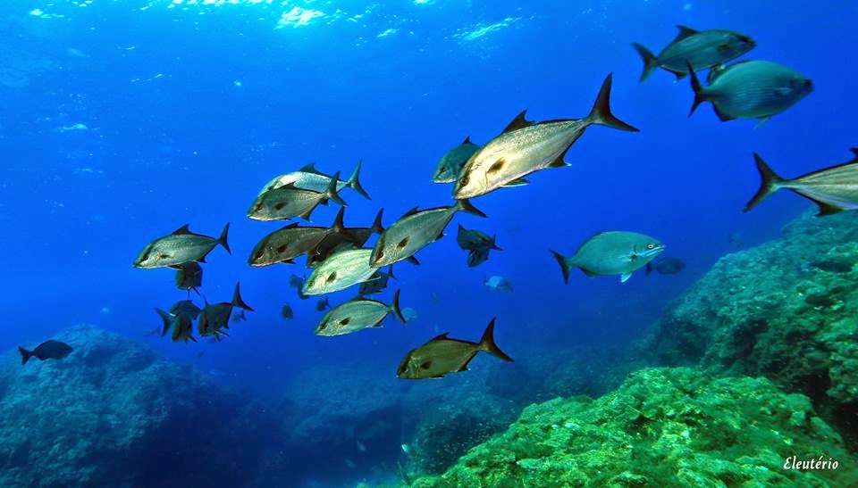 Best Spot Azores PADI 5* Dive Center: Dive Azores Buceo Azores Plongée ...