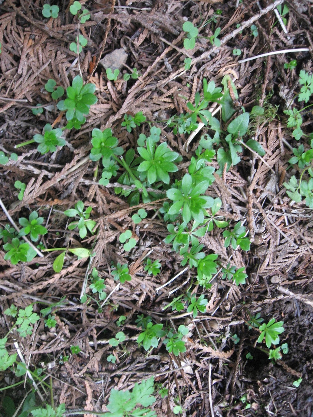 Weeding on the Wild Side: Enduring Evergreen Ground Covers