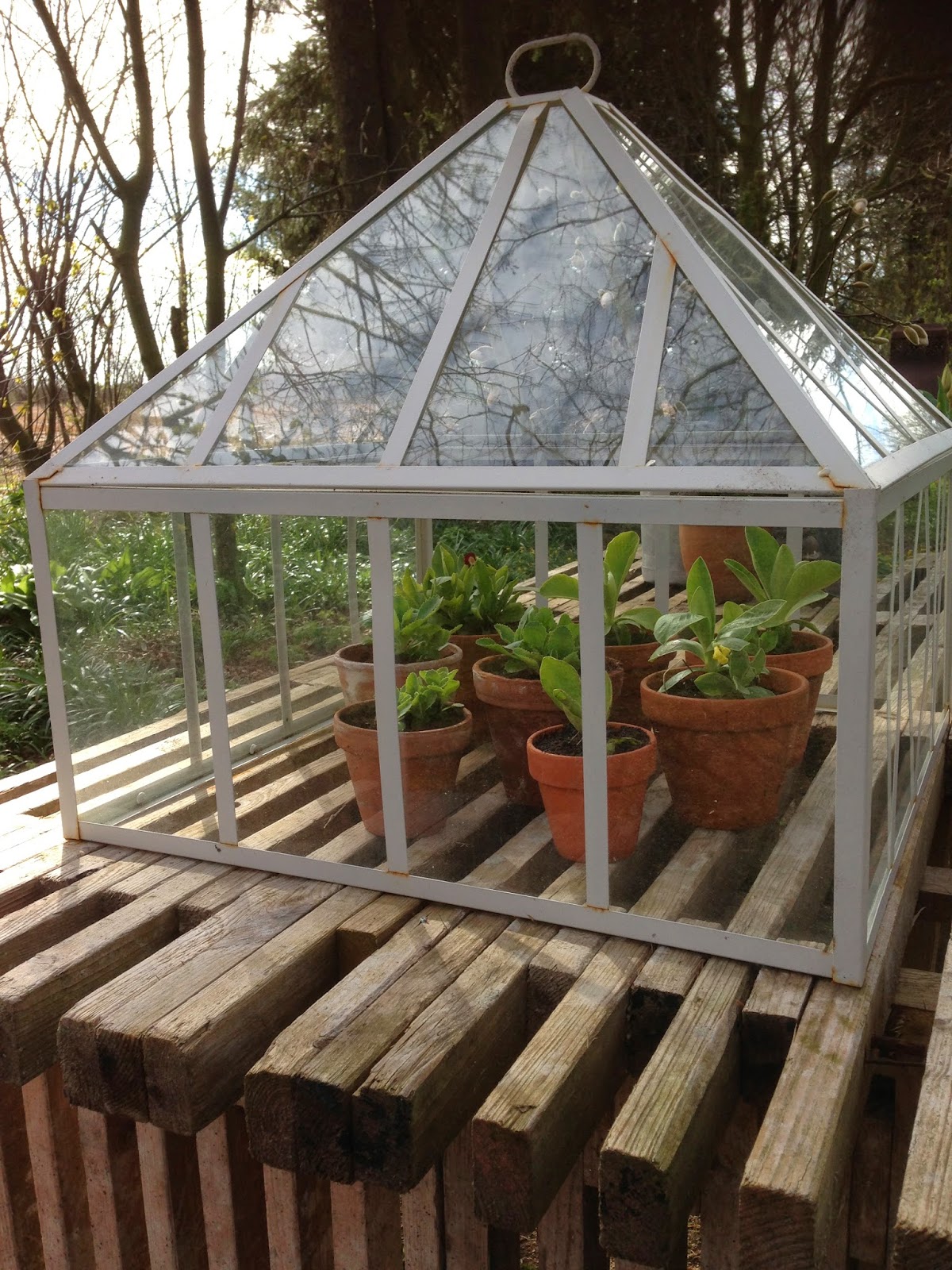 Fru Pedersens have: Primula i minidrivhus.