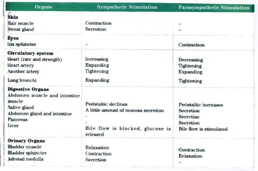 Peripheral Nervous System (PNS) - New Science Biology