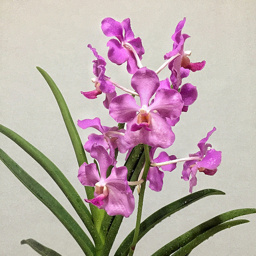 Papilionanda Aileen Chew (Pda. Josephine van Brero x Vanda Tristar Blue)